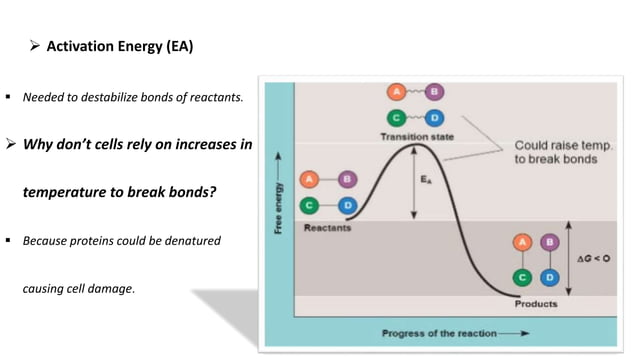 Enzymes the biological catalysts of life | PPTX | Chemistry | Science
