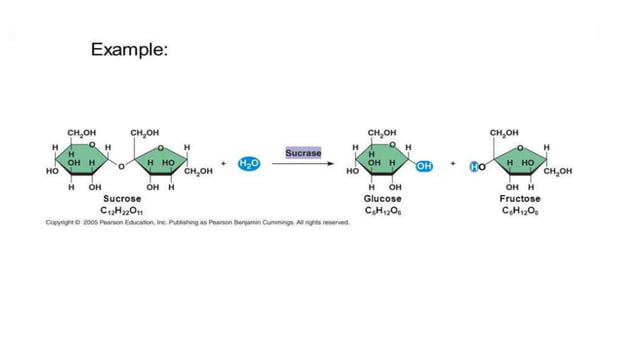Enzymes the biological catalysts of life | PPTX | Chemistry | Science