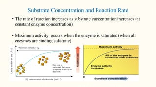 Enzyme structure and Mechanism of Action | PPTX
