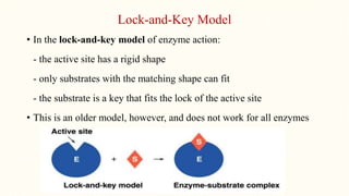 Enzyme structure and Mechanism of Action | PPTX