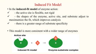 Enzyme structure and Mechanism of Action | PPTX