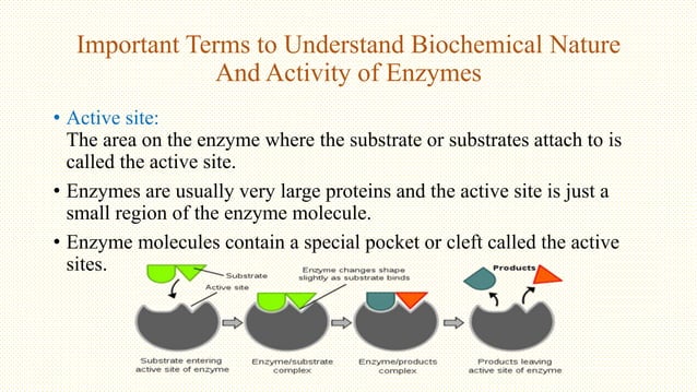 Enzyme structure and Mechanism of Action | PPTX | Chemistry | Science