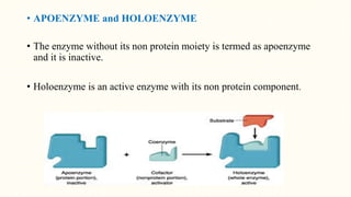 Enzyme structure and Mechanism of Action | PPTX