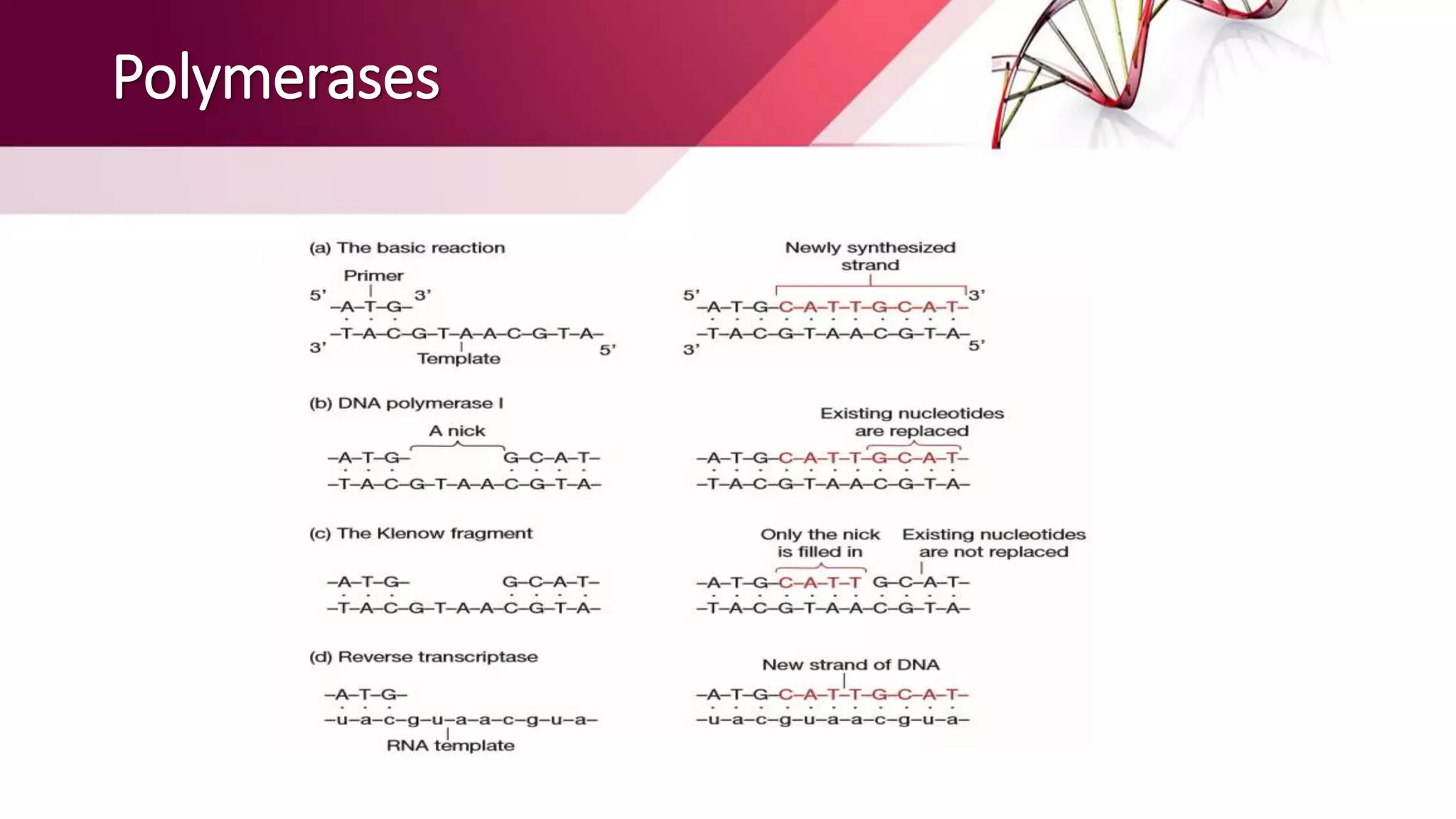 Enzymes used for cloning techniques | PPTX