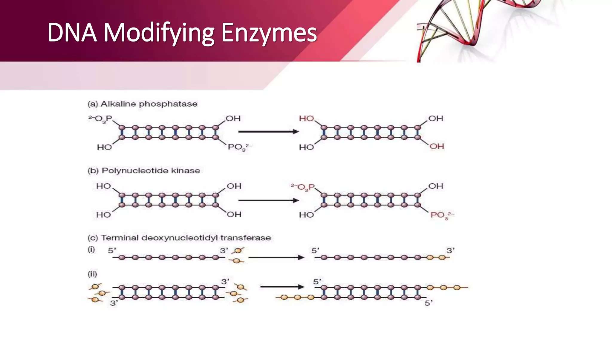 Enzymes used for cloning techniques | PPTX