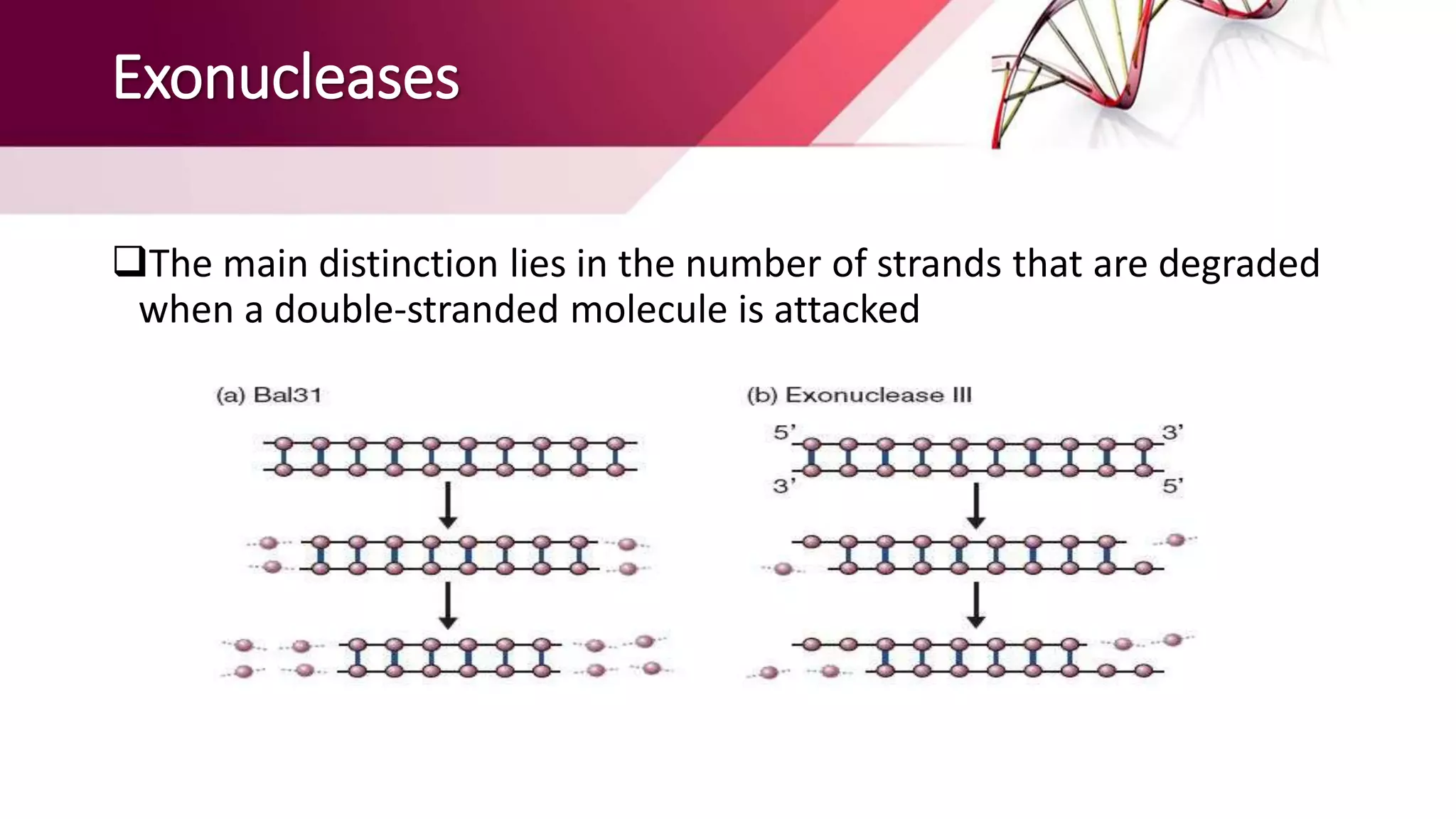Enzymes used for cloning techniques | PPTX
