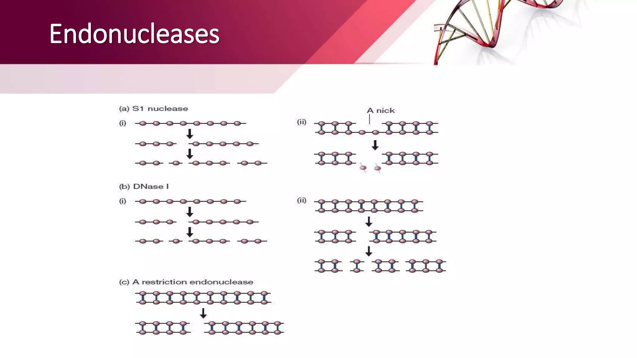 Enzymes used for cloning techniques | PPTX
