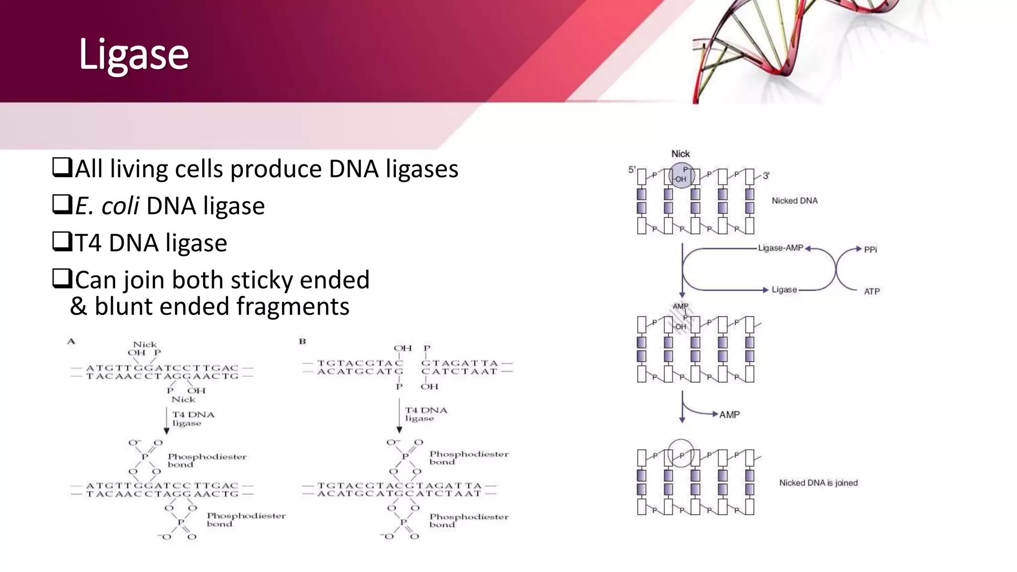 Enzymes used for cloning techniques | PPTX