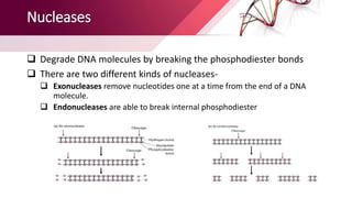 Enzymes used for cloning techniques | PPTX