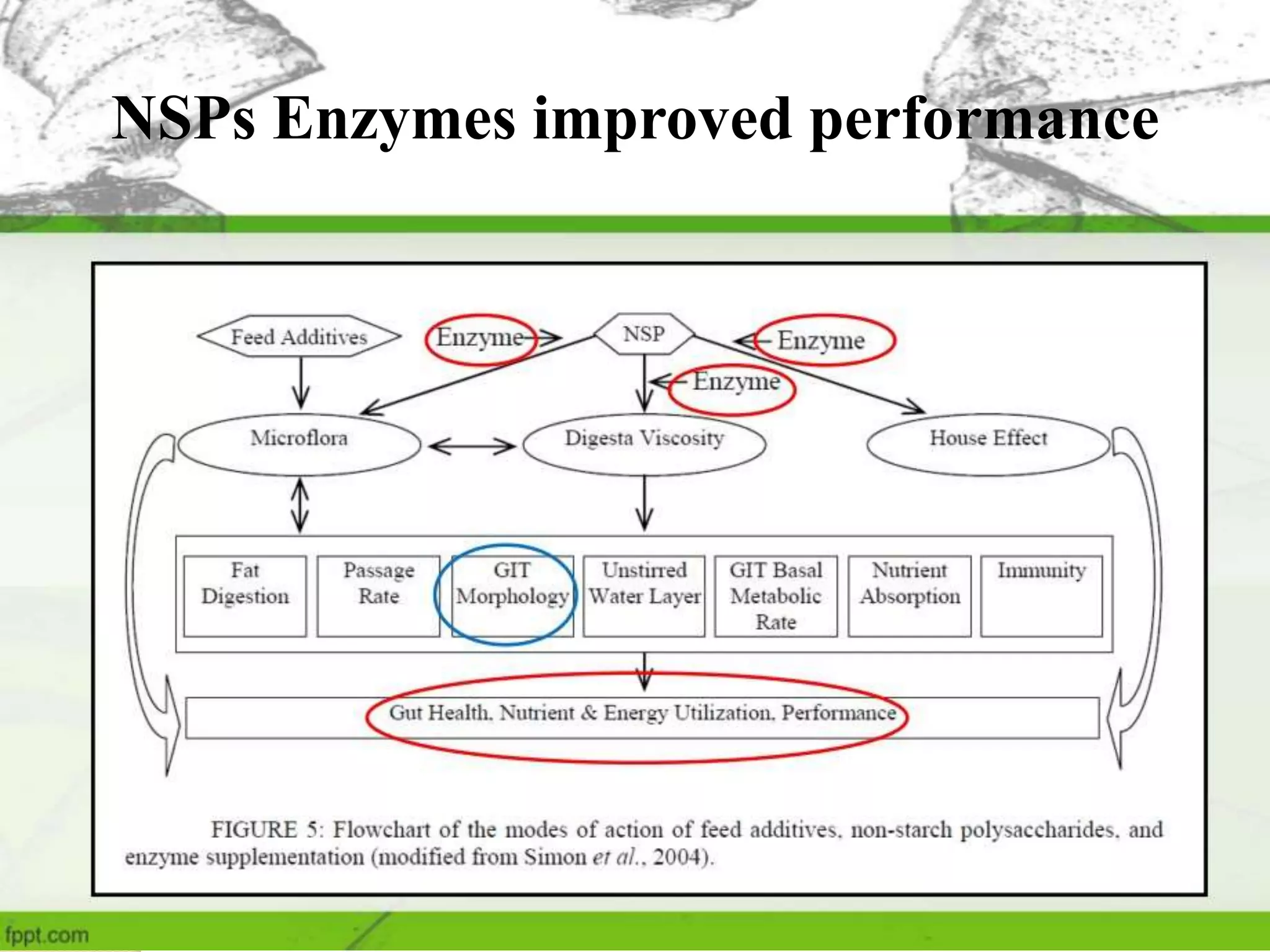Enzymes used in poultry and ruminant nutrition | PPTX