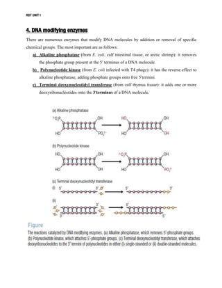 Enzymes used in RDT | PDF