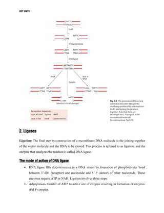 Enzymes used in RDT | PDF