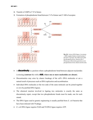 Enzymes used in RDT | PDF