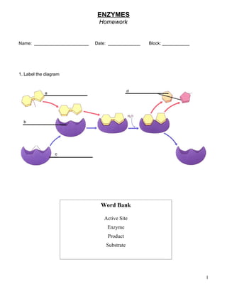Enzymes Worksheet | DOC