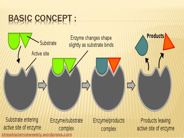 Enzyme system evolution