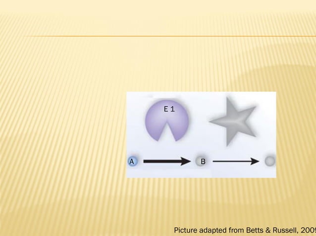 Enzyme system evolution | PPT