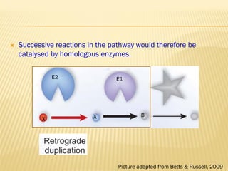 Enzyme system evolution | PPT