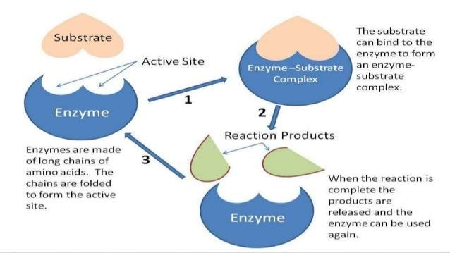 Enzyme technology