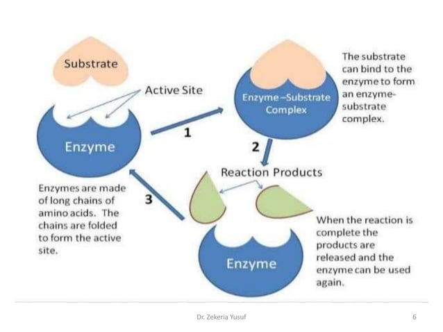 Enzymology and Enzyme Technology note.pptx