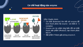 Enzyme and Coenzyme in supramolecular chemistry | PPTX