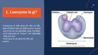 Enzyme and Coenzyme in supramolecular chemistry | PPTX