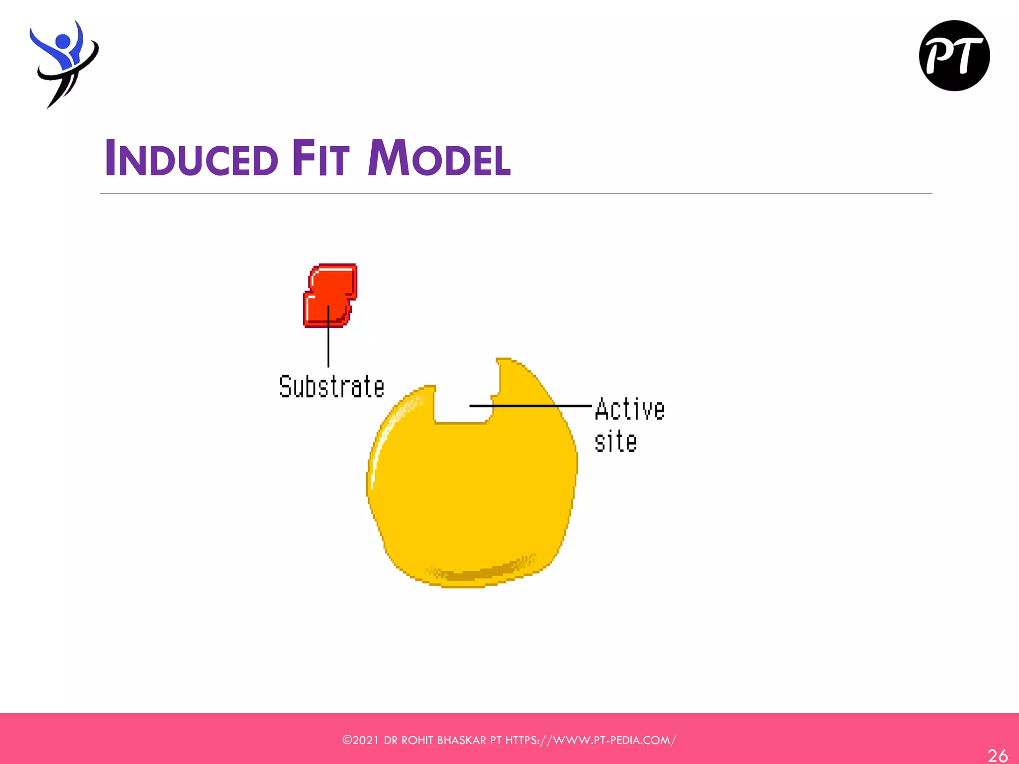 Enzymes - Structure, Classification, and Function - Dr Rohit Bhaskar | PDF