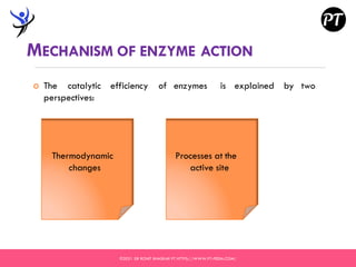Enzymes - Structure, Classification, and Function - Dr Rohit Bhaskar | PDF