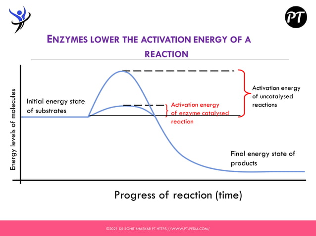 Enzymes - Structure, Classification, and Function - Dr Rohit Bhaskar | PDF