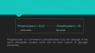 Phosphorylase enzyme | PPTX