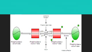 Phosphorylase enzyme | PPTX