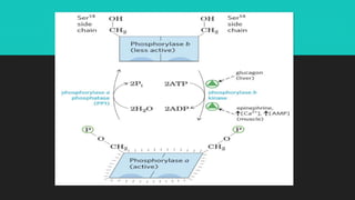 Phosphorylase enzyme | PPTX