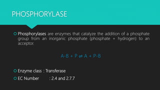 Phosphorylase enzyme | PPTX
