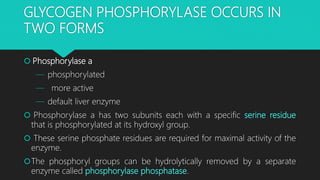 Phosphorylase enzyme | PPTX