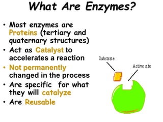 Enzymology | PPT