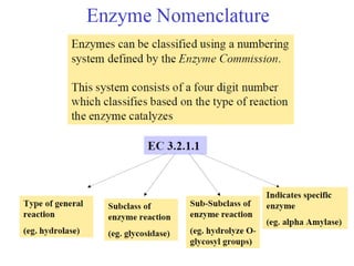 Enzymology | PPT