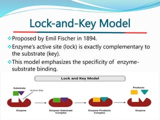 Enzymology.pptx and it's classifications | PPTX