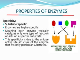 Enzymology.pptx and it's classifications | PPTX