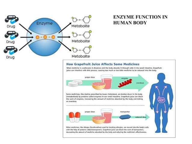 Enzymology-BSc-Biochemsitry-SEM-III-PPT.pptx.ppt | Chemistry | Science