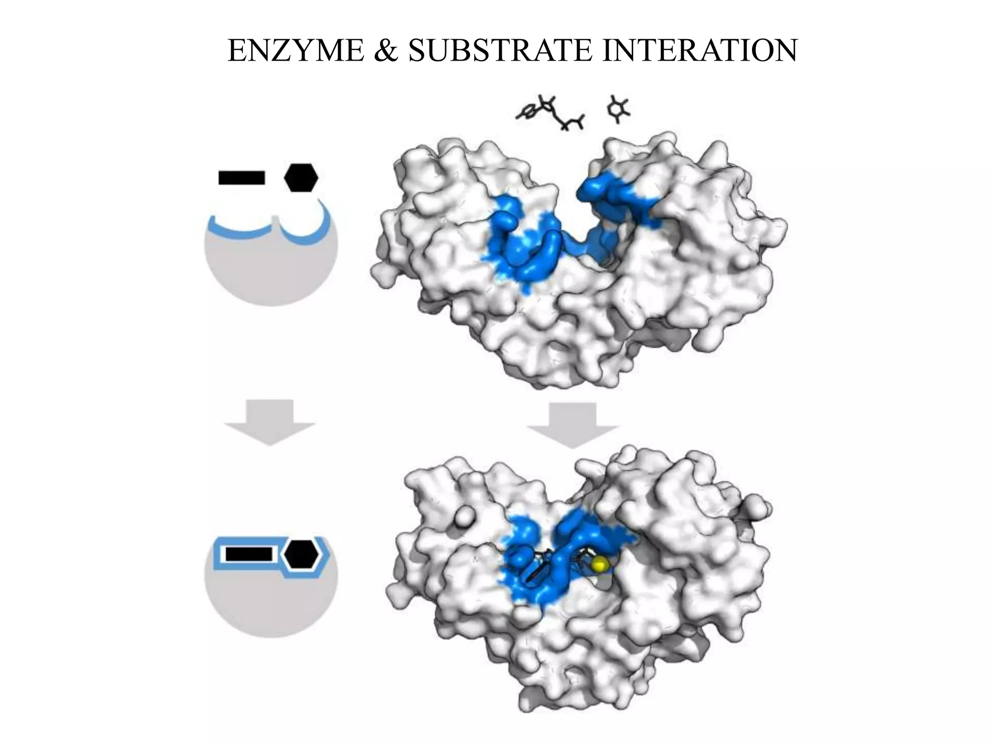Enzymology-BSc-Biotechnology-SEM-II-PPT.pptx