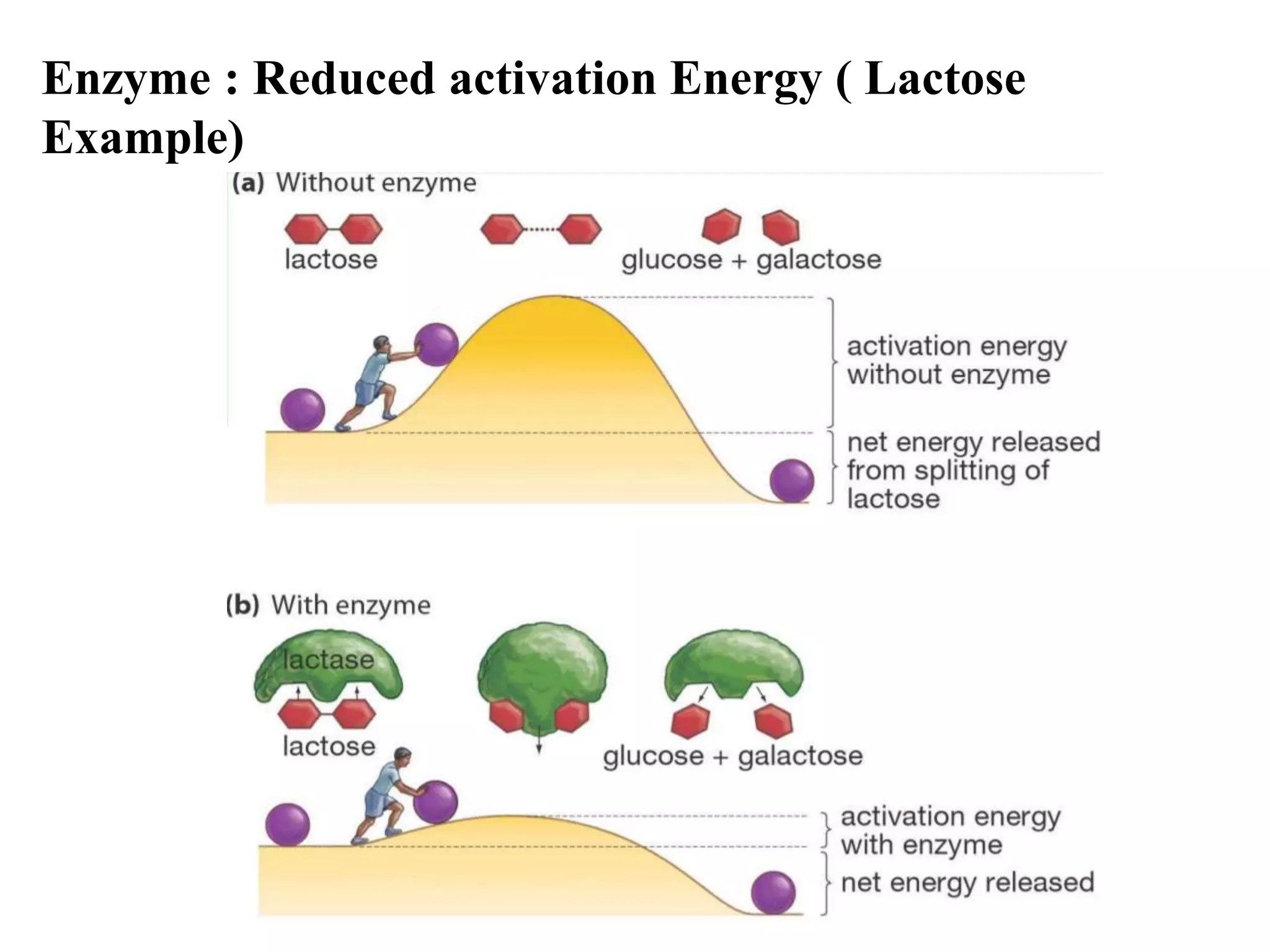 Enzymology-BSc-Biotechnology-SEM-II-PPT.pptx