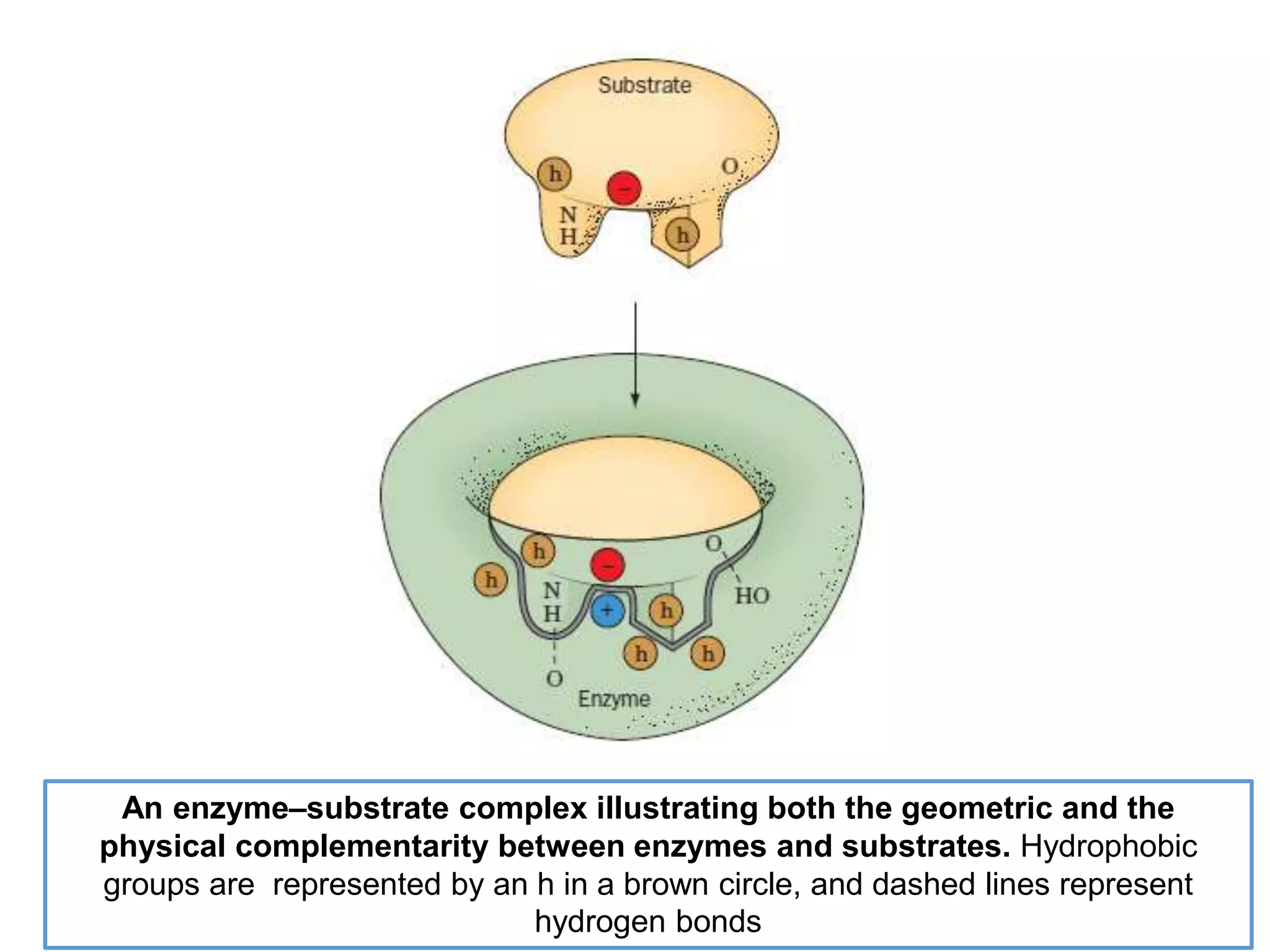 Enzymology-BSc-Biotechnology-SEM-II-PPT.pptx