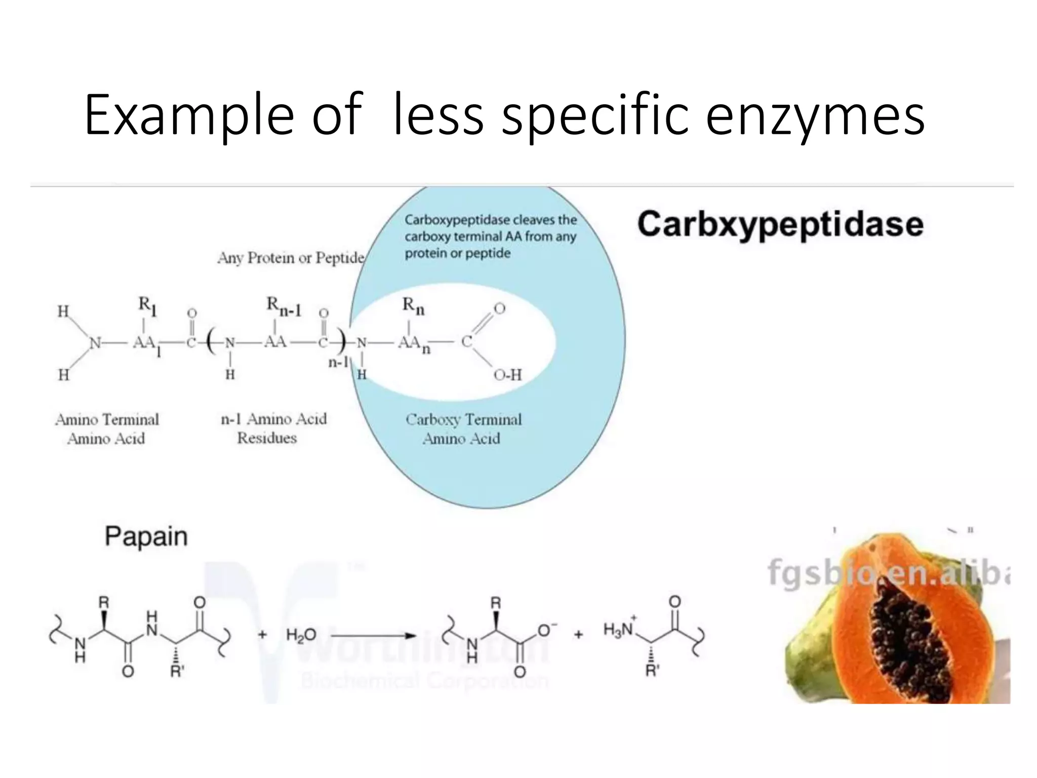 Enzymology-BSc-Biotechnology-SEM-II-PPT.pptx