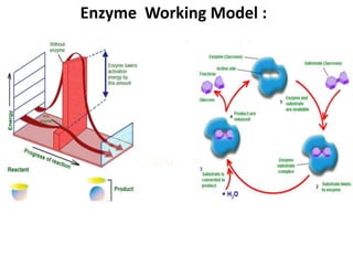 Enzymology-BSc-Biotechnology-SEM-II-PPT.pptx