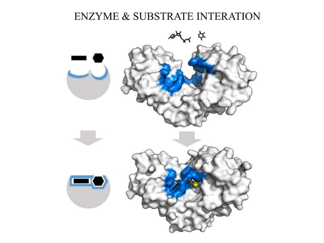 Enzymology-BSc-Biotechnology-SEM-II-PPT.pptx
