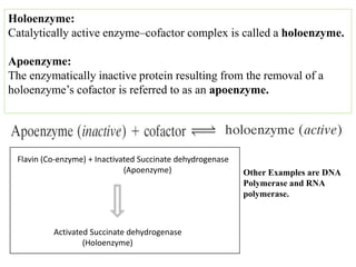 Enzymology-BSc-Biotechnology-SEM-II-PPT.pptx