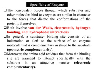 Enzymology-BSc-Biotechnology-SEM-II-PPT.pptx