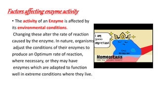 Enzymology ii factors affecting enzyme activity | PPTX