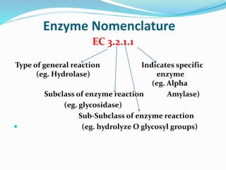 Enzymology-ppt.pdf