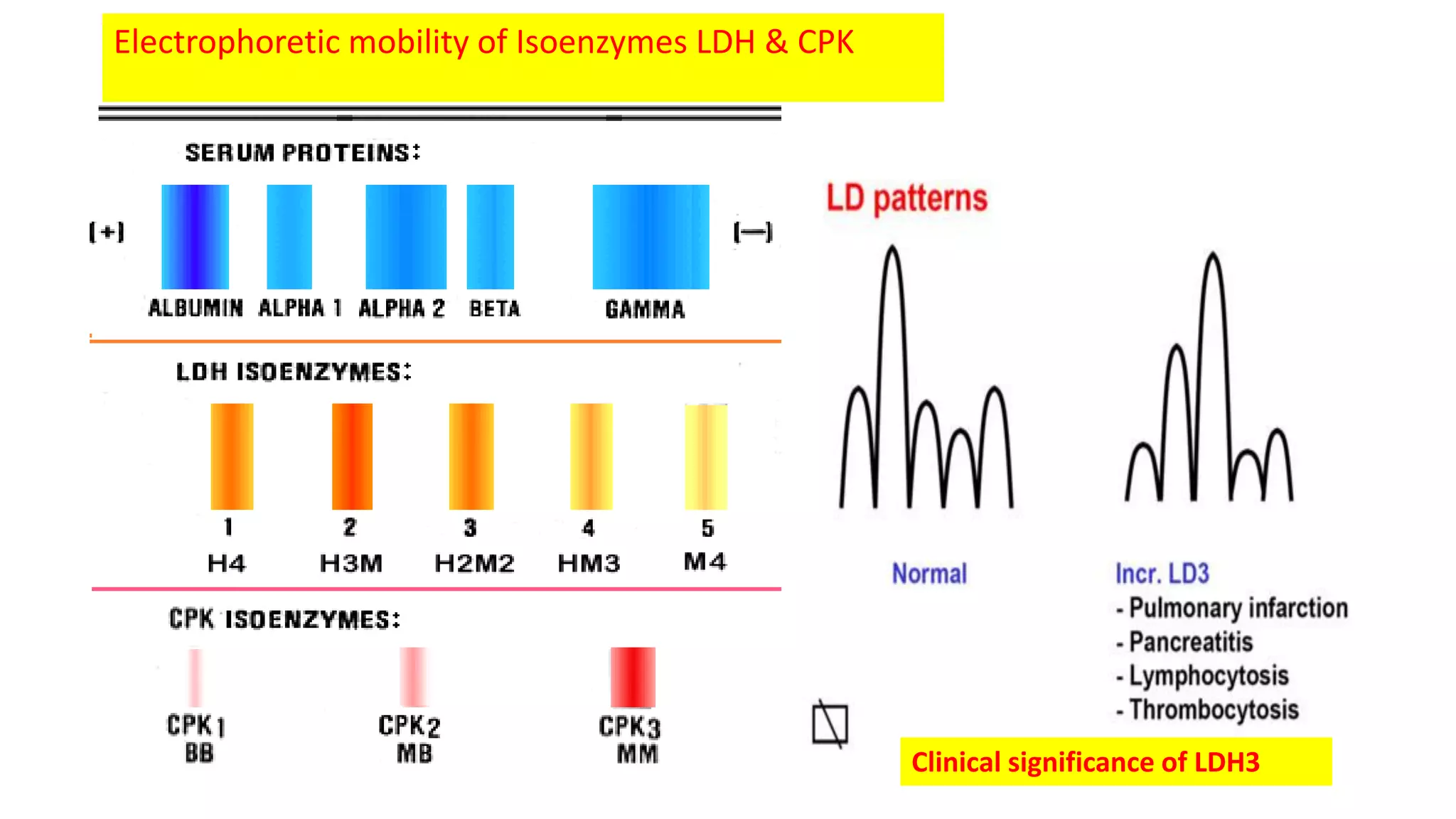 Enzymology clinical significance of enzymes and isoenzymes | PDF