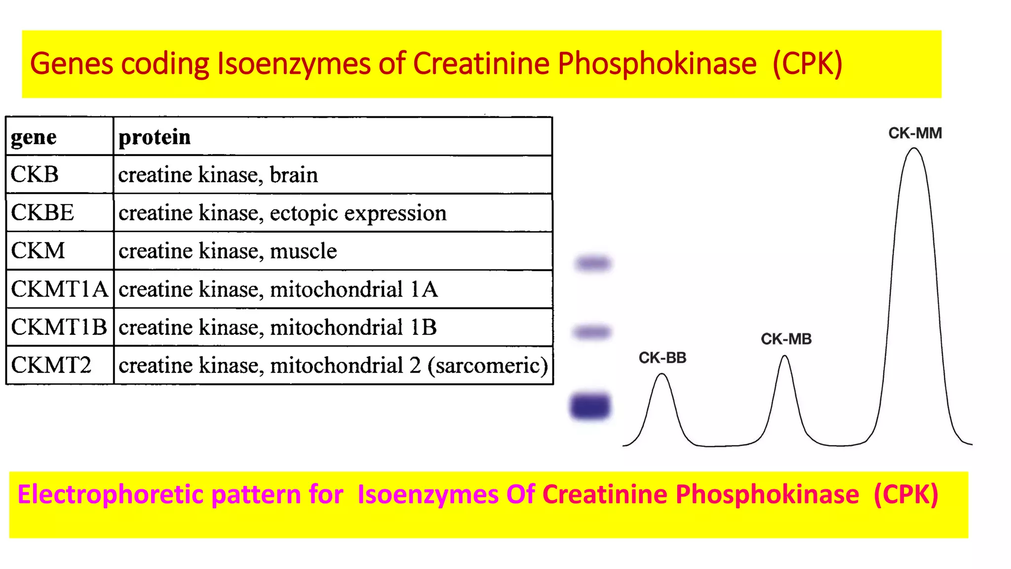 Enzymology clinical significance of enzymes and isoenzymes | PDF